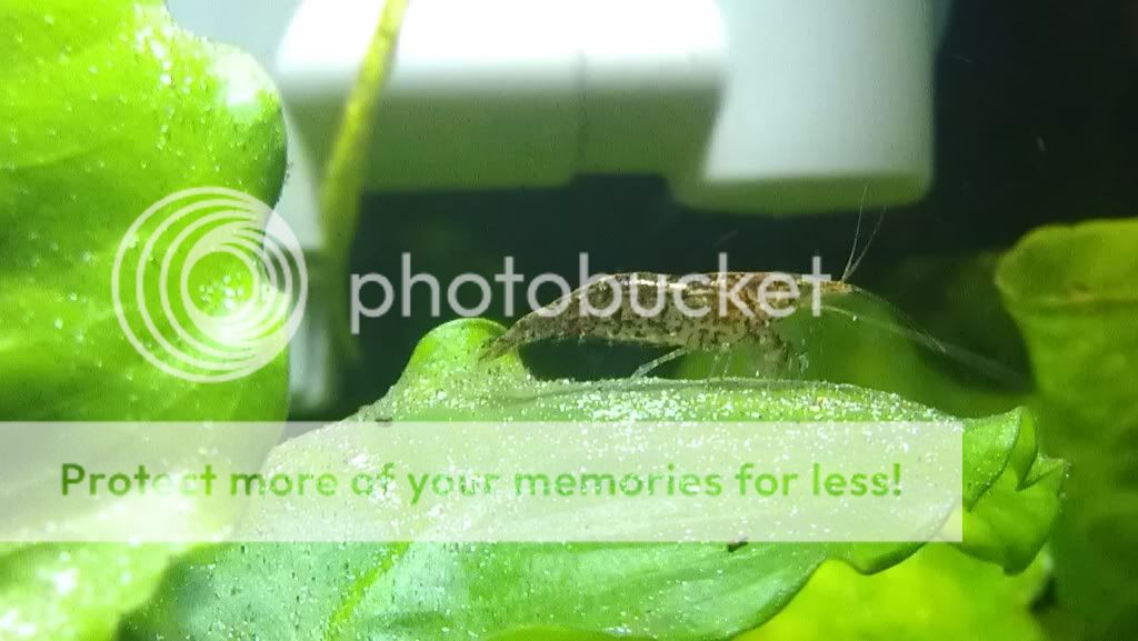 Tales of an Ugly 29 **Now with photos** | Page 2 | The Planted Tank Forum