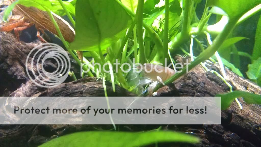 Tales of an Ugly 29 **Now with photos** | Page 2 | The Planted Tank Forum